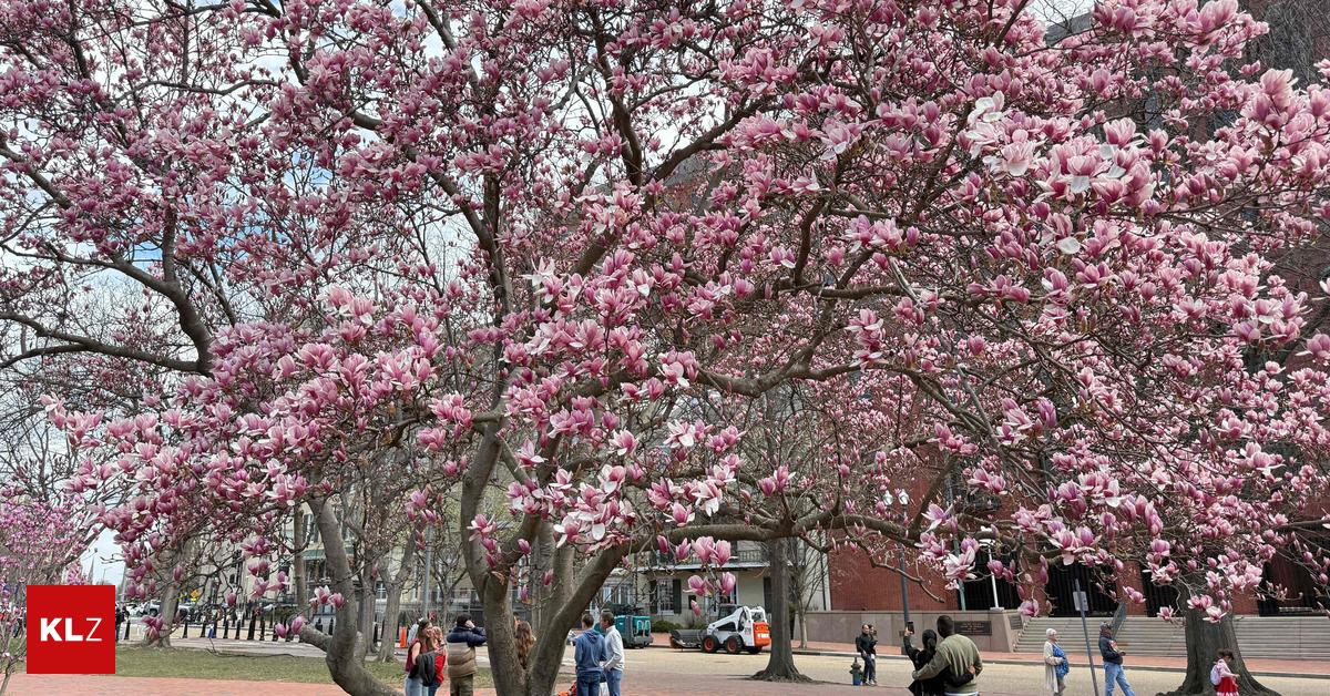 Cherry Blossom: So schön blüht die Kirsche rund um die Welt
