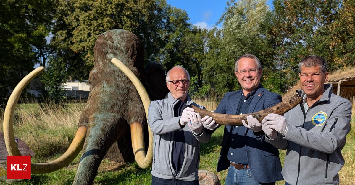 Sensationeller Zufallsfund: Taucher entdeckten Mammut-Stoßzahn