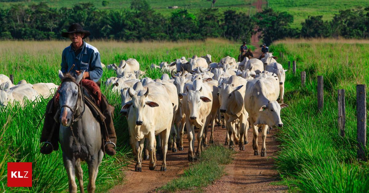 Schatzsuche im toten Rind: Wertvoller als Gold: Gewaltexzesse für eine ...