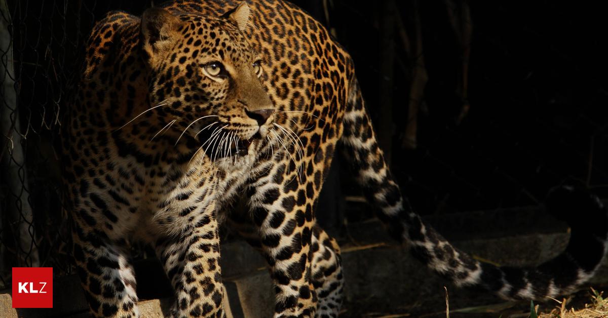 Indonesien: Leopard in Hotel versetzte Gäste in Panik