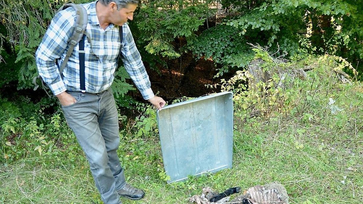 Zwei Wölfe vermutet: Ein Schaf ist tot, zwei weitere sind verschwunden
