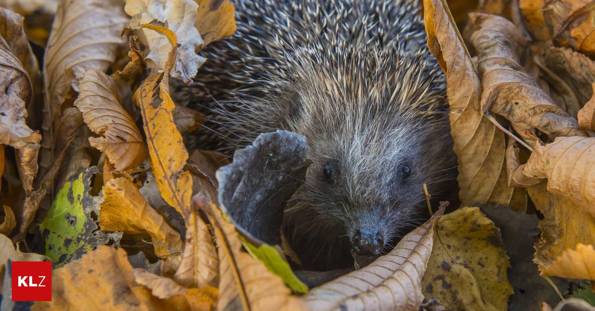 Gefährdete Arten: Igel erstmals als bedrohte Art auf Roter Liste