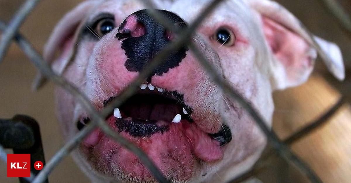 Graz: Blutige Hunde-Attacke in Graz