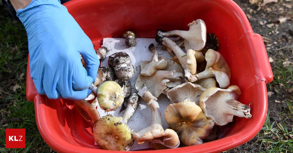 Urteil in spektakulärem Mordprozess : Beef Wellington war gespickt mit ...