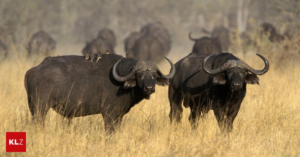 „Schwarzer Tod“: US-Millionär bei Trophäenjagd von Büffel getötet