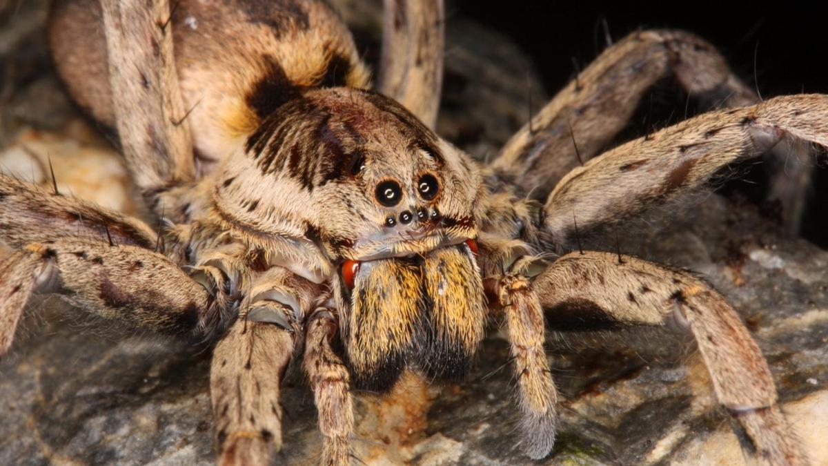 Strahlende Tarantel in der Südsteiermark gesichtet