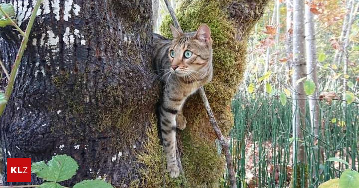 In Sinabelkirchen: Nach Moritz wird jetzt auch Kater Max vermisst