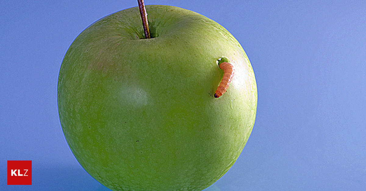 Apple in der Hochglanz-Falle?: Wurm im Apfel