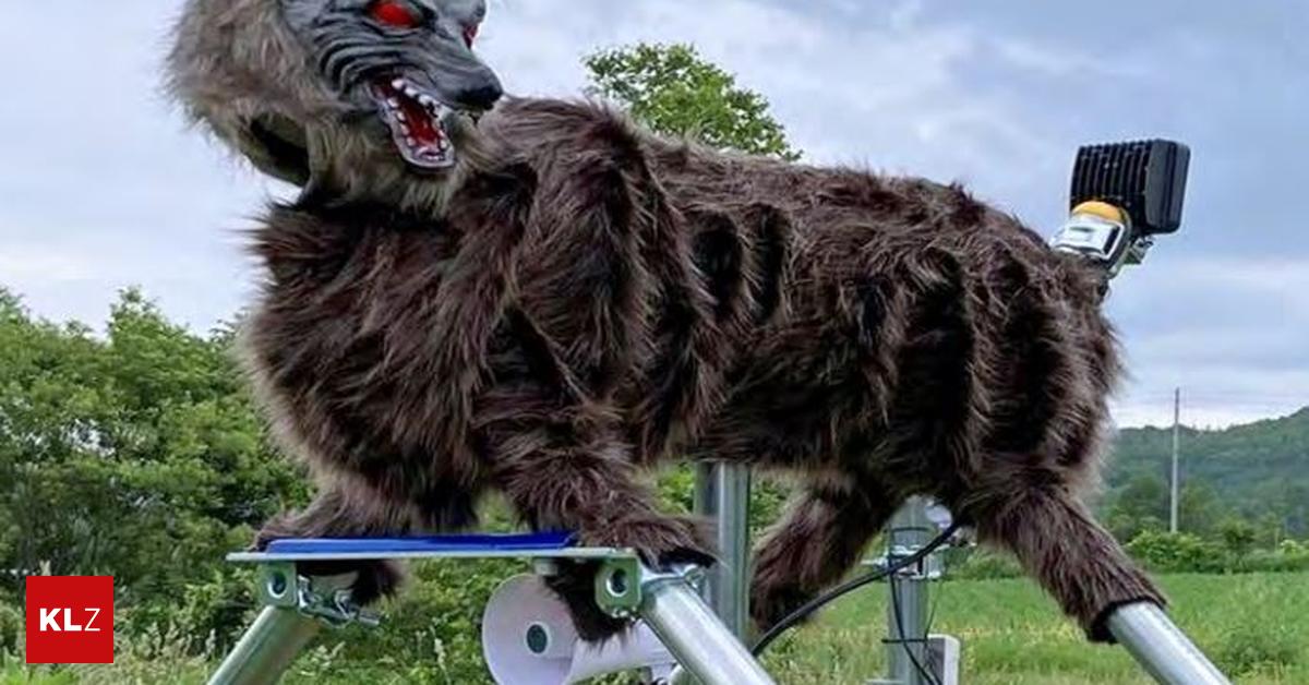 Bärenattacken in Japan: "Monster-Wölfe" sollen die Raubtiere verjagen