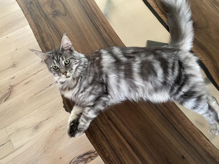 Klagenfurt: Wer hat sie gesehen, Maine Coon-Katze Lilly wird vermisst