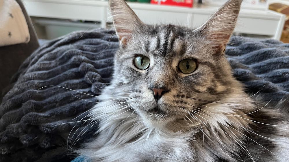 Klagenfurt: Wer hat sie gesehen, Maine Coon-Katze Lilly wird vermisst