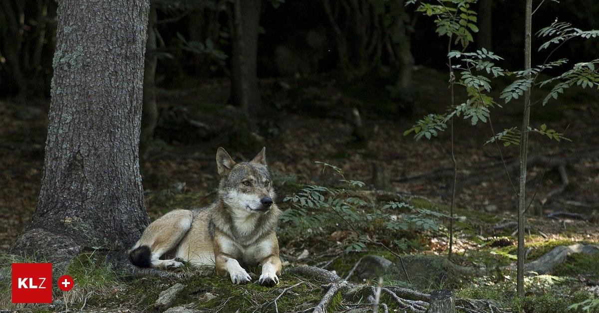 Kritik an Plänen des Landes: VGT sieht in Kärnten eine geplante ...