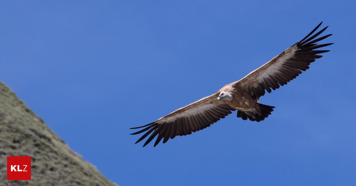 Geier im Nationalpark Hohe Tauern: Gesundheitspolizei und ein Gewinn ...