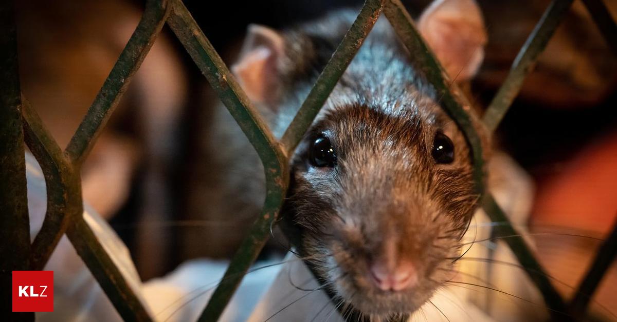 TV-Tipps für Donnerstag: Von Ratten und anderen bemerkenswerten Kreaturen