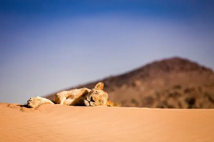Universum | ORF 2, 20.15 Uhr: Jahreshighlight von Universum über Löwen ...