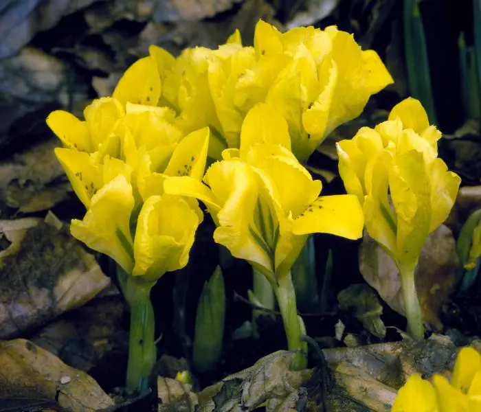 Frühlingsblüher: Diese bunten Iris-Sorten läuten die Saison ein