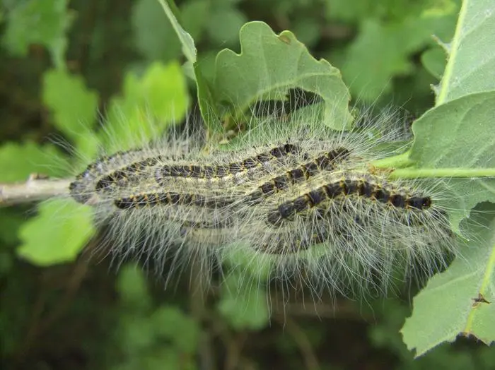 Vorsicht beim Waldspaziergang: Warum Raupen Hunden gefährlich werden können