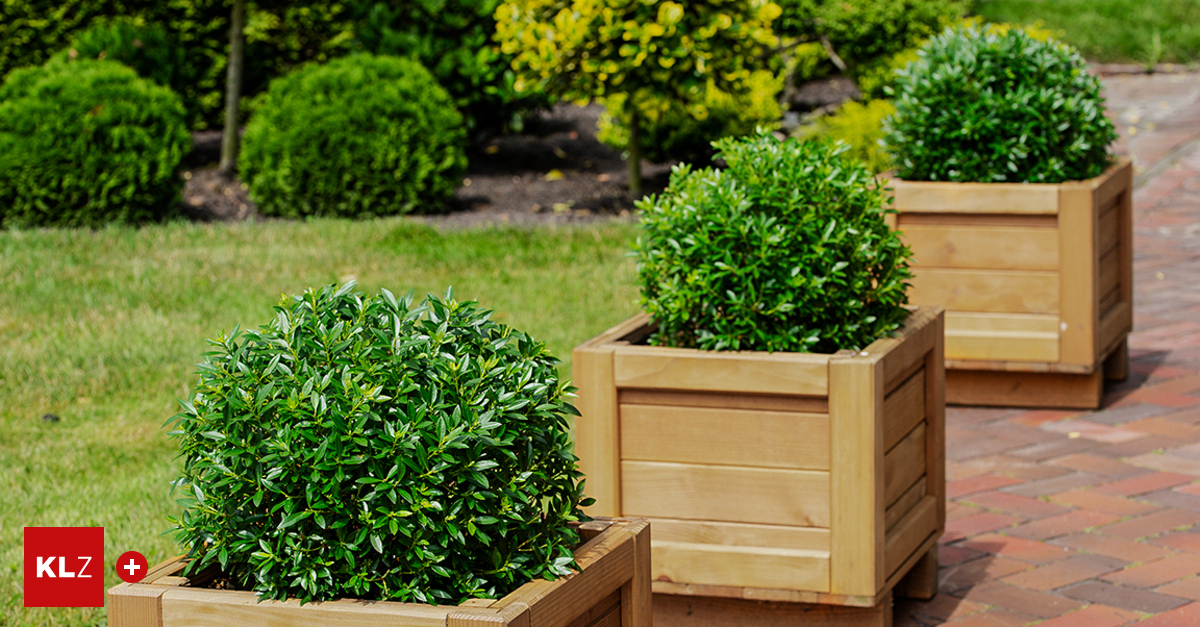 Die sechs besten Alternativen zum Buchsbaum im Garten