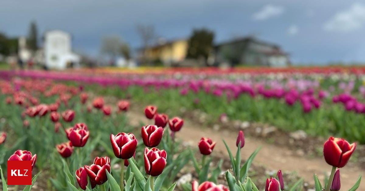 Tulpenfelder in Rive d’Arcano: Ein kleines Stück Holland blüht für ...