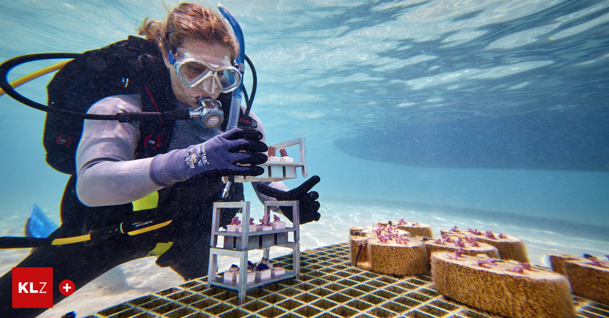 Projekt in Australien: Wie künstliche Intelligenz und Robotik sterbende ...