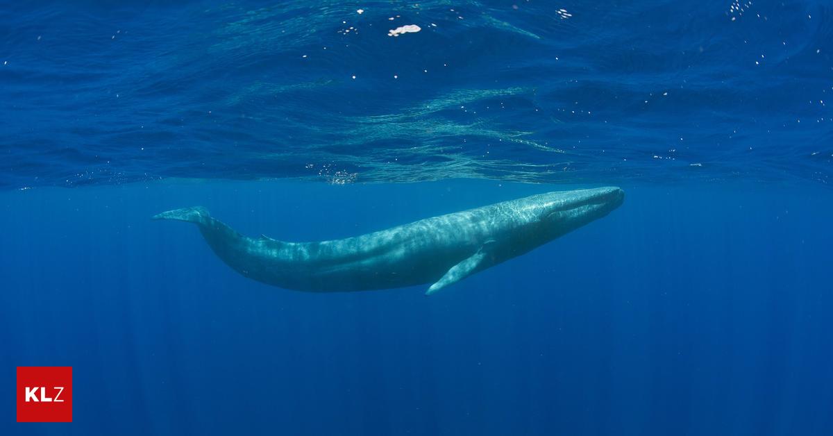 Lange Zeit vom Austerben bedroht: Die Blauwale sind wieder zurück