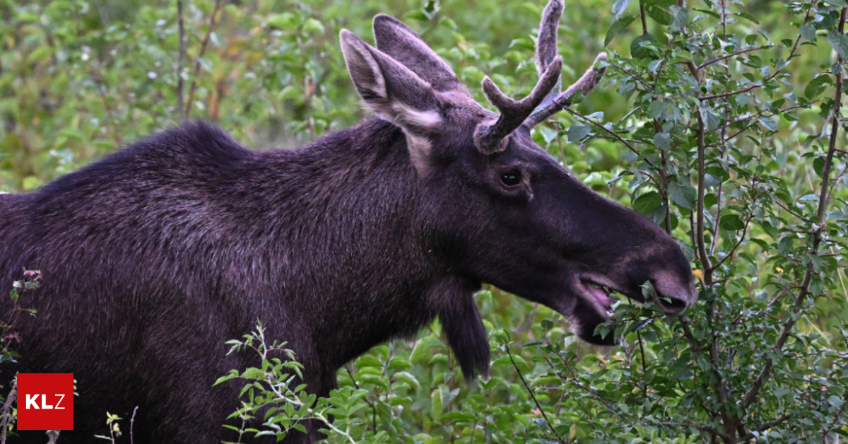 "Elch Emil" ist Österreichs Wort des Jahres 2025