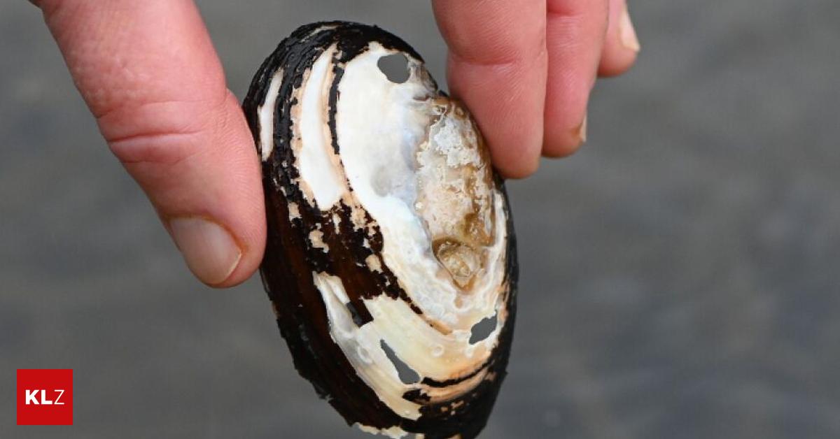 Paris: Bedrohte Muschelarten in Seine in Paris entdeckt