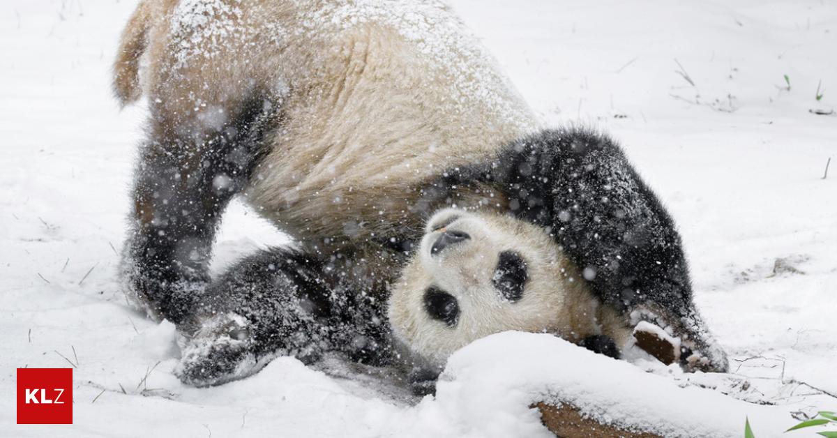 Wien: Wiener Panda-Pärchen genießt Schnee in Schönbrunn