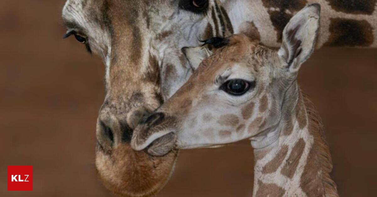 Krenglbach: Zoo Schmiding in Oberösterreich begrüßte Giraffenbaby "Moyo"