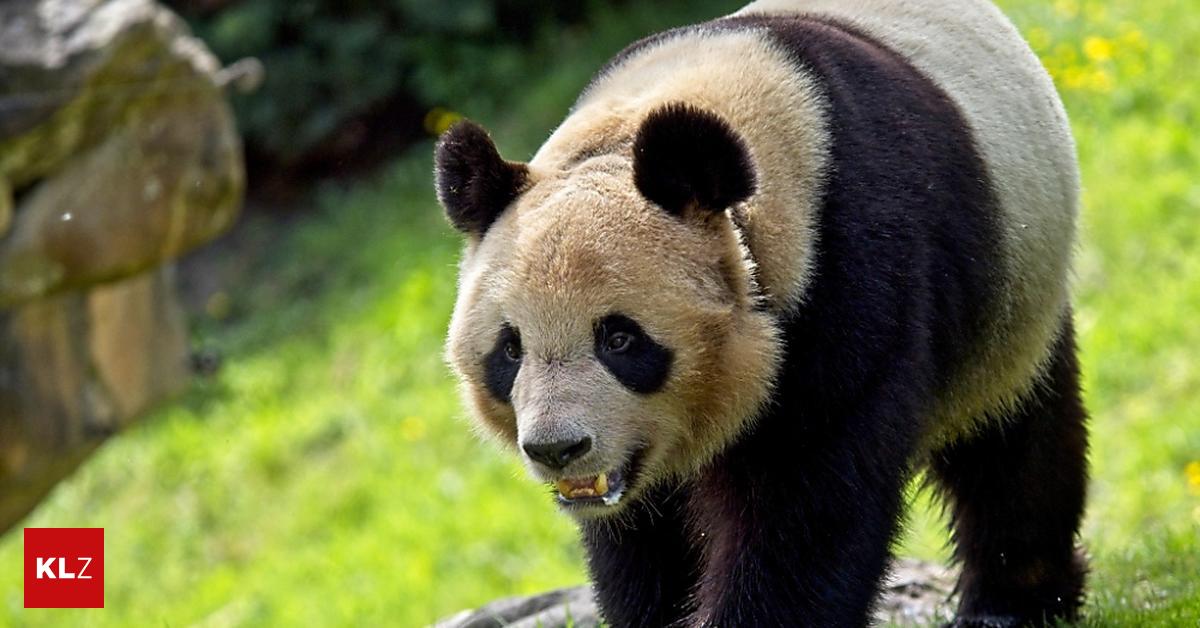 Saving the Pandas: China's Complex Breeding Program and Conservation ...