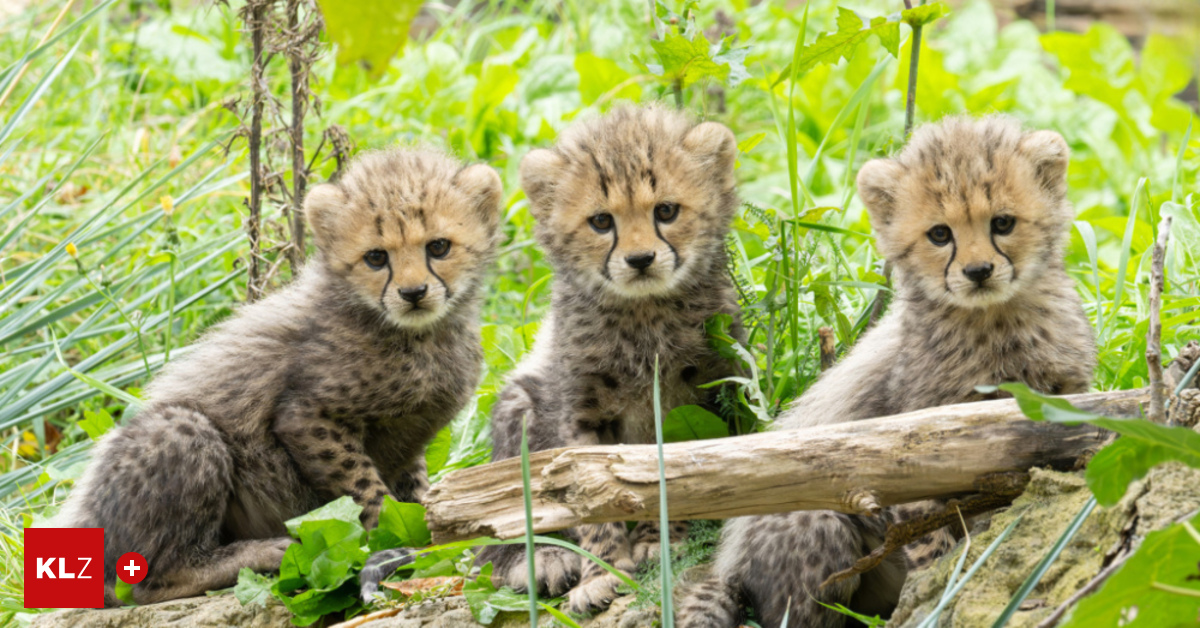 Gleich dreifach: Geparden-Nachwuchs im Wiener Tiergarten Schönbrunn