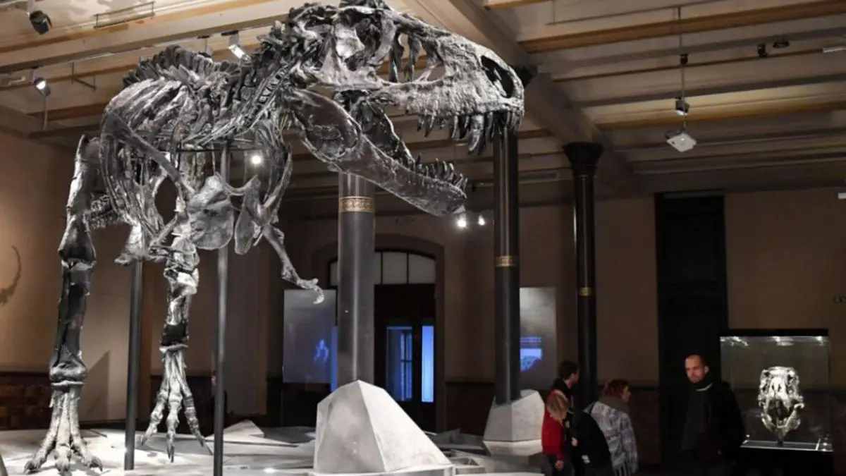 Stillwater: T-Rex war erst mit 40 Jahren ausgewachsen