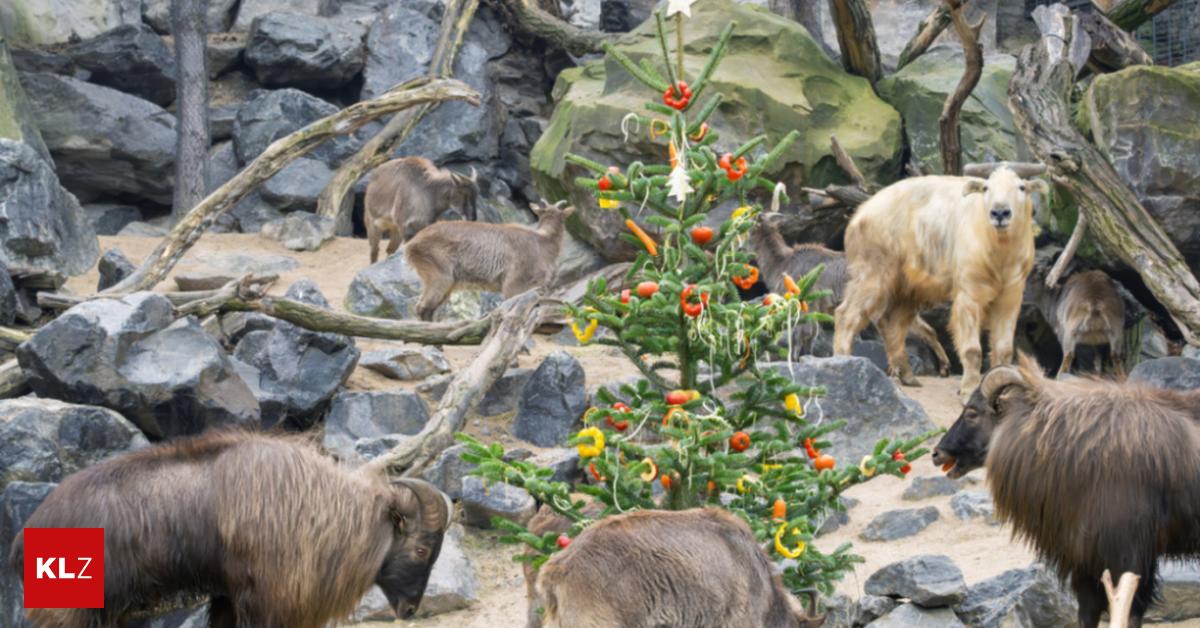 Wien: Weihnachten in der Gebirgstier-WG im Tiergarten Schönbrunn