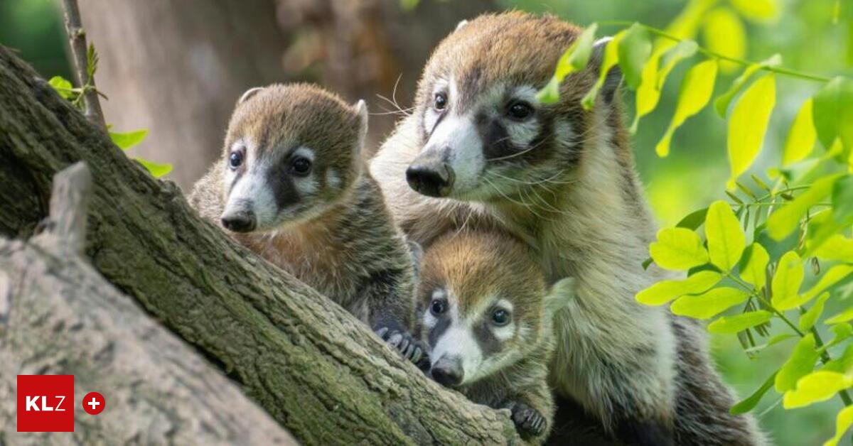 Wien: Zehn Nasenbären-Babys im Zoo Schönbrunn zu sehen