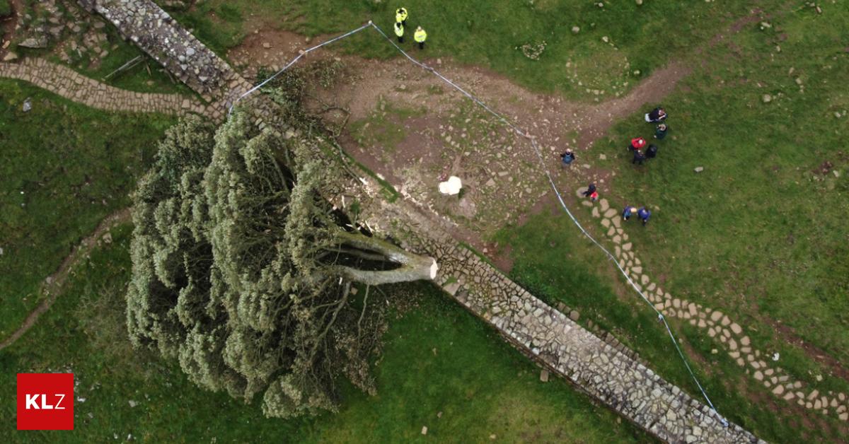 "Robin-Hood-Baum" umgesägt: Vandalen schuldig gesprochen