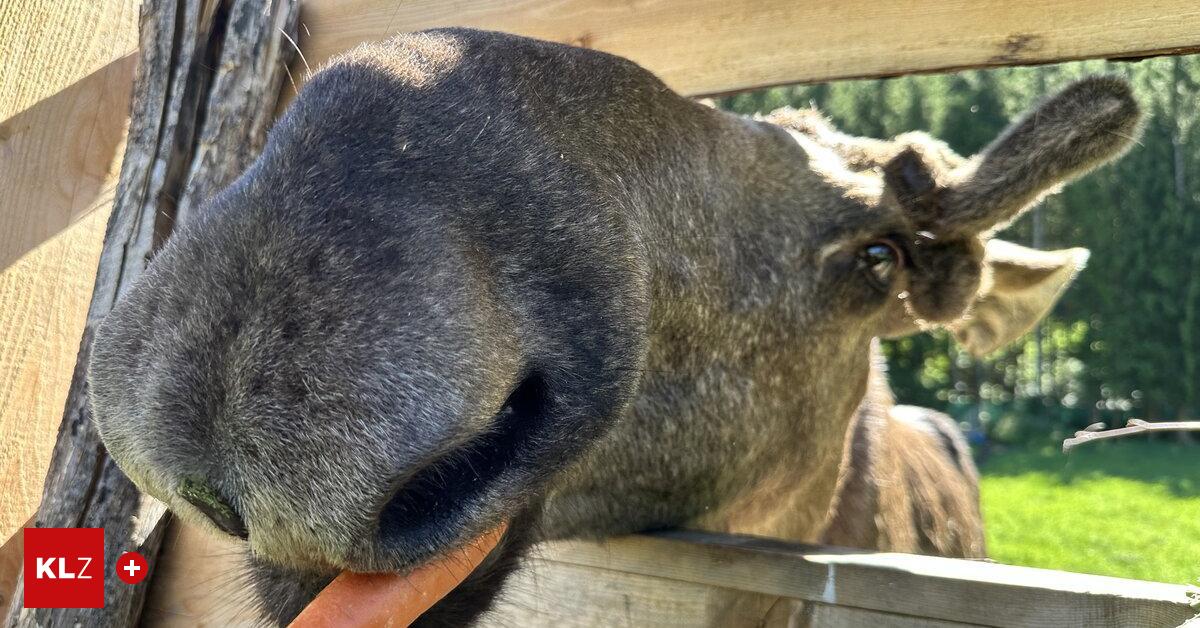 Deswegen kann Elch Emil nicht zum einzigen Elch in der Steiermark ziehen